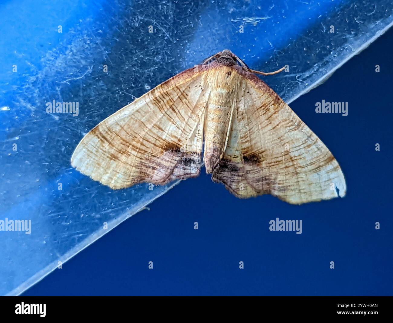 Scorched Wing (Plagodis dolabraria Stock Photo - Alamy