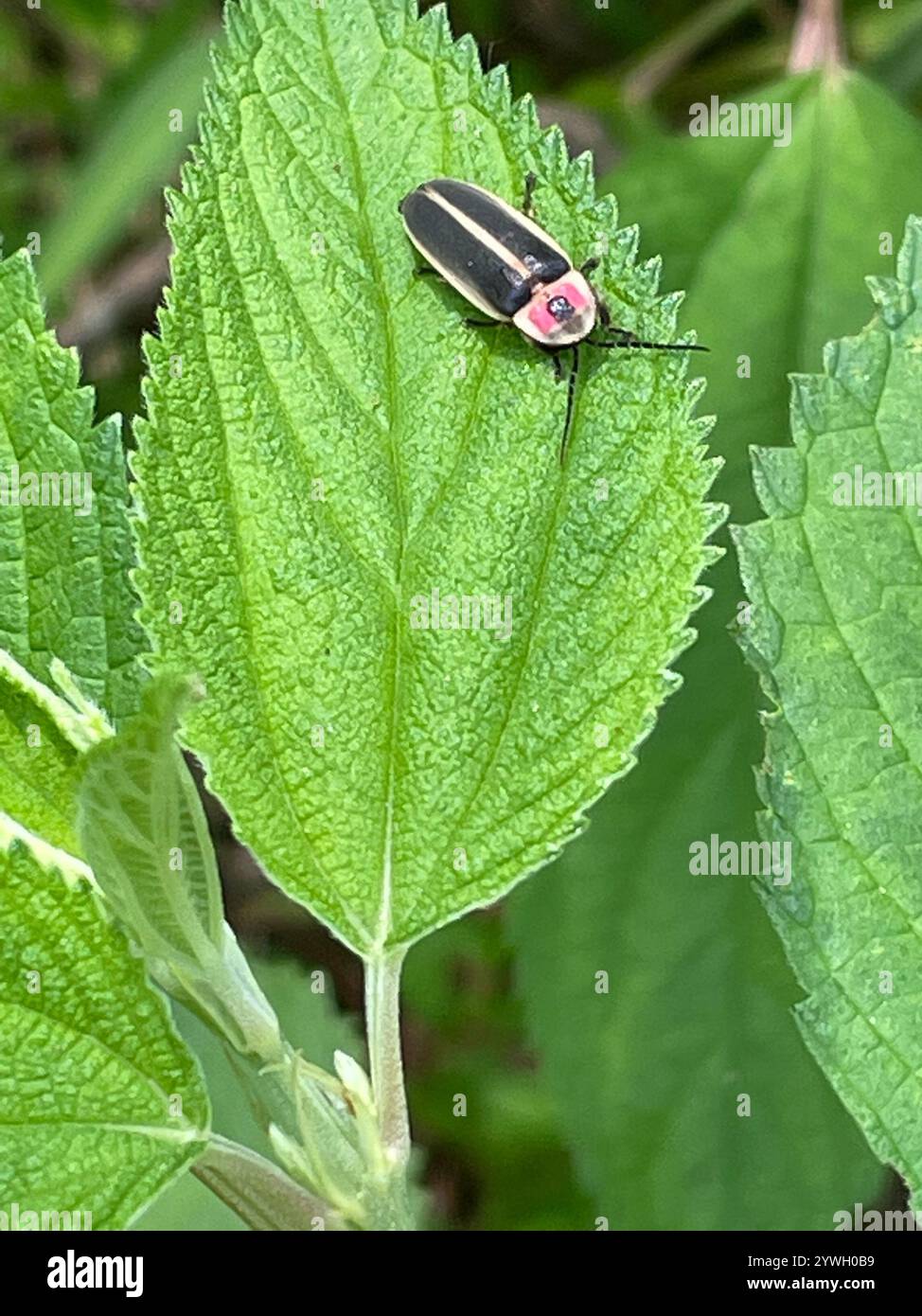 Common Eastern Firefly (Photinus pyralis Stock Photo - Alamy