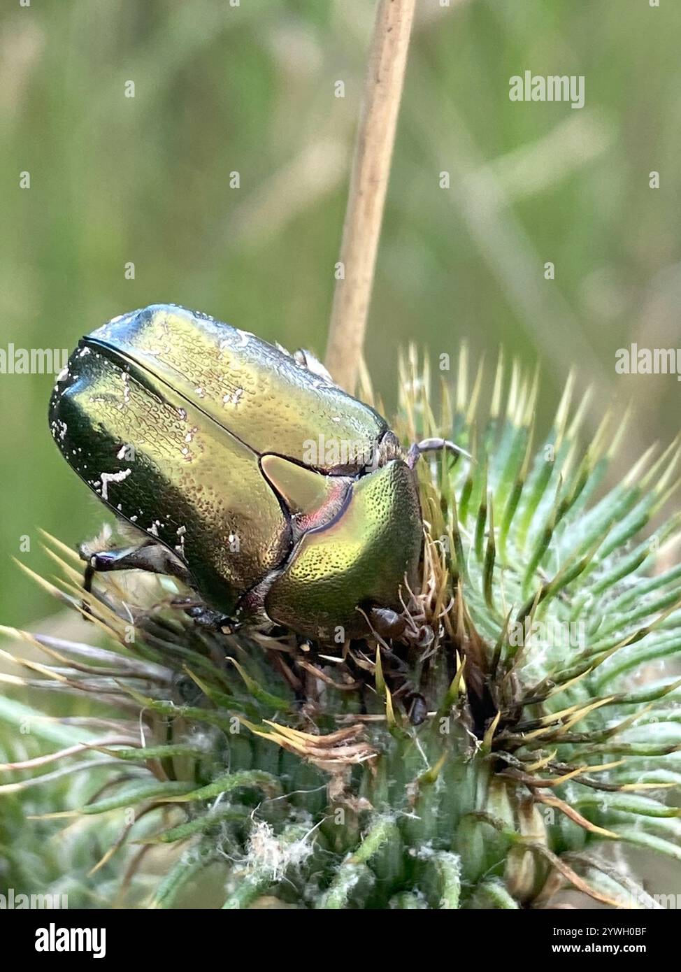 Copper Chafer (Protaetia cuprea Stock Photo - Alamy
