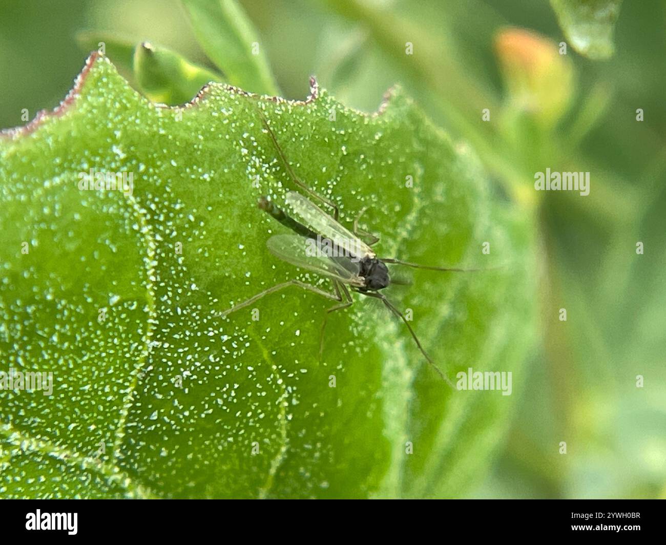 Non-biting Midges (Chironomidae Stock Photo - Alamy