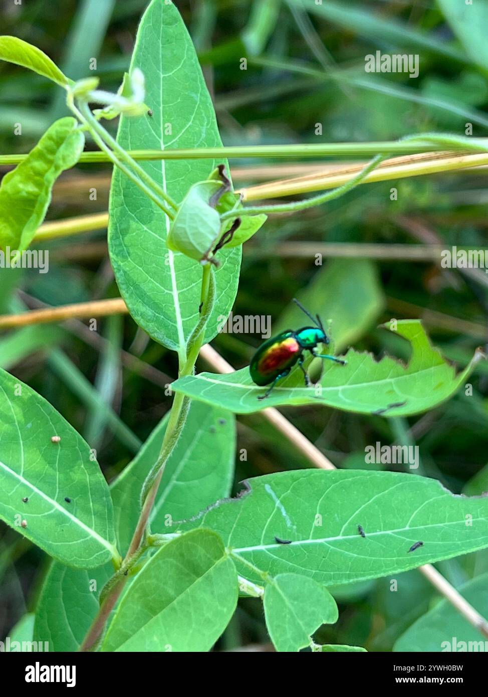 Dogbane Leaf Beetle (Chrysochus auratus Stock Photo - Alamy