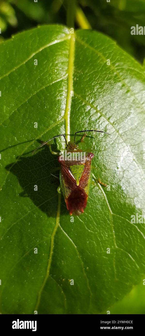 Hawthorn Shield Bug (Acanthosoma haemorrhoidale Stock Photo - Alamy