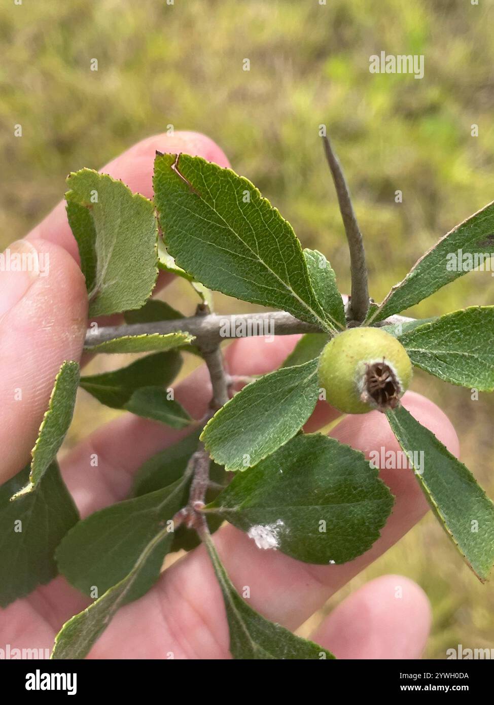 One-flowered Hawthorn (Crataegus uniflora Stock Photo - Alamy