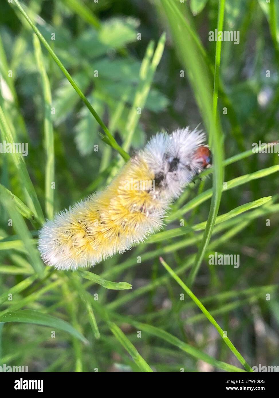 Virginia ctenucha moth virginica hi-res stock photography and images ...