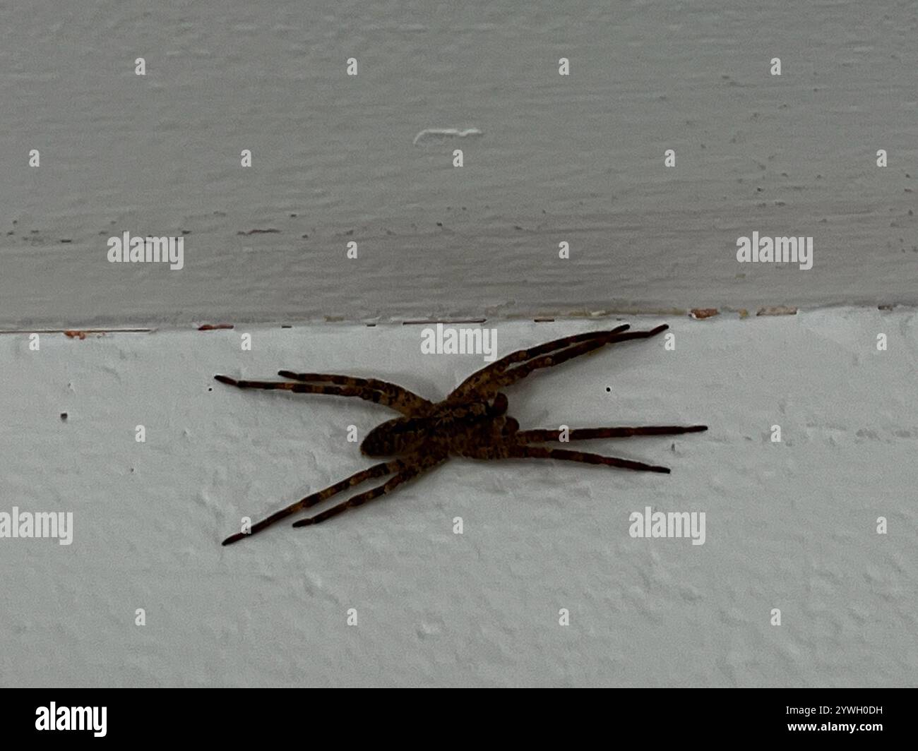 Mediterranean Spiny False Wolf Spider (Zoropsis spinimana Stock Photo ...