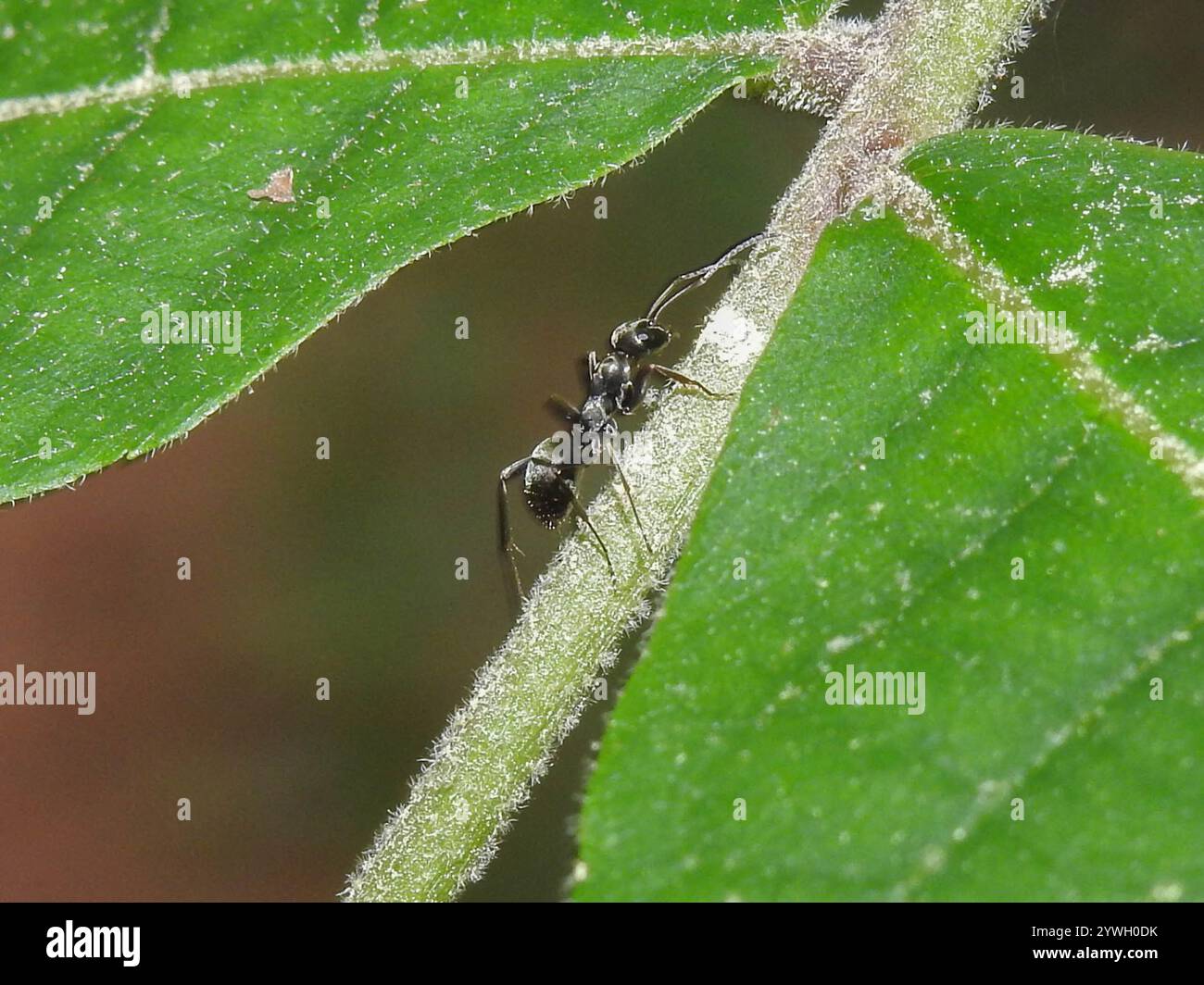 Formica subsericea hi-res stock photography and images - Alamy