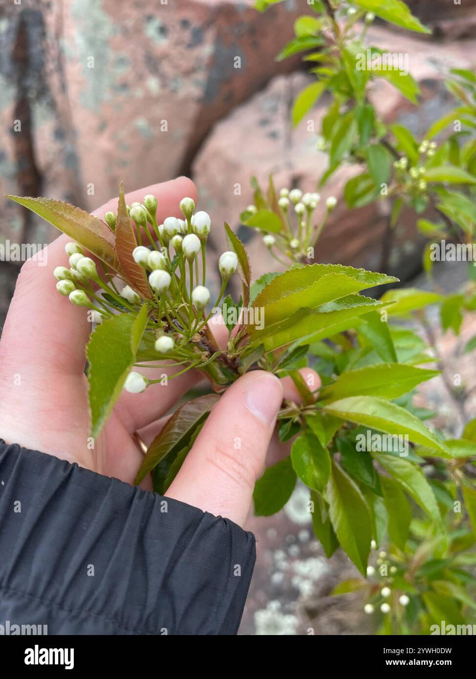 fire cherry (Prunus pensylvanica Stock Photo - Alamy