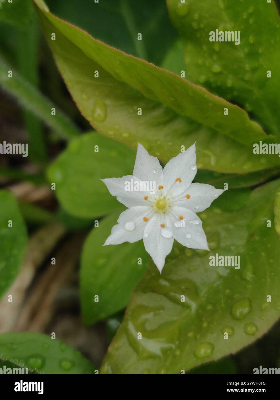 northern starflower (Lysimachia borealis Stock Photo - Alamy