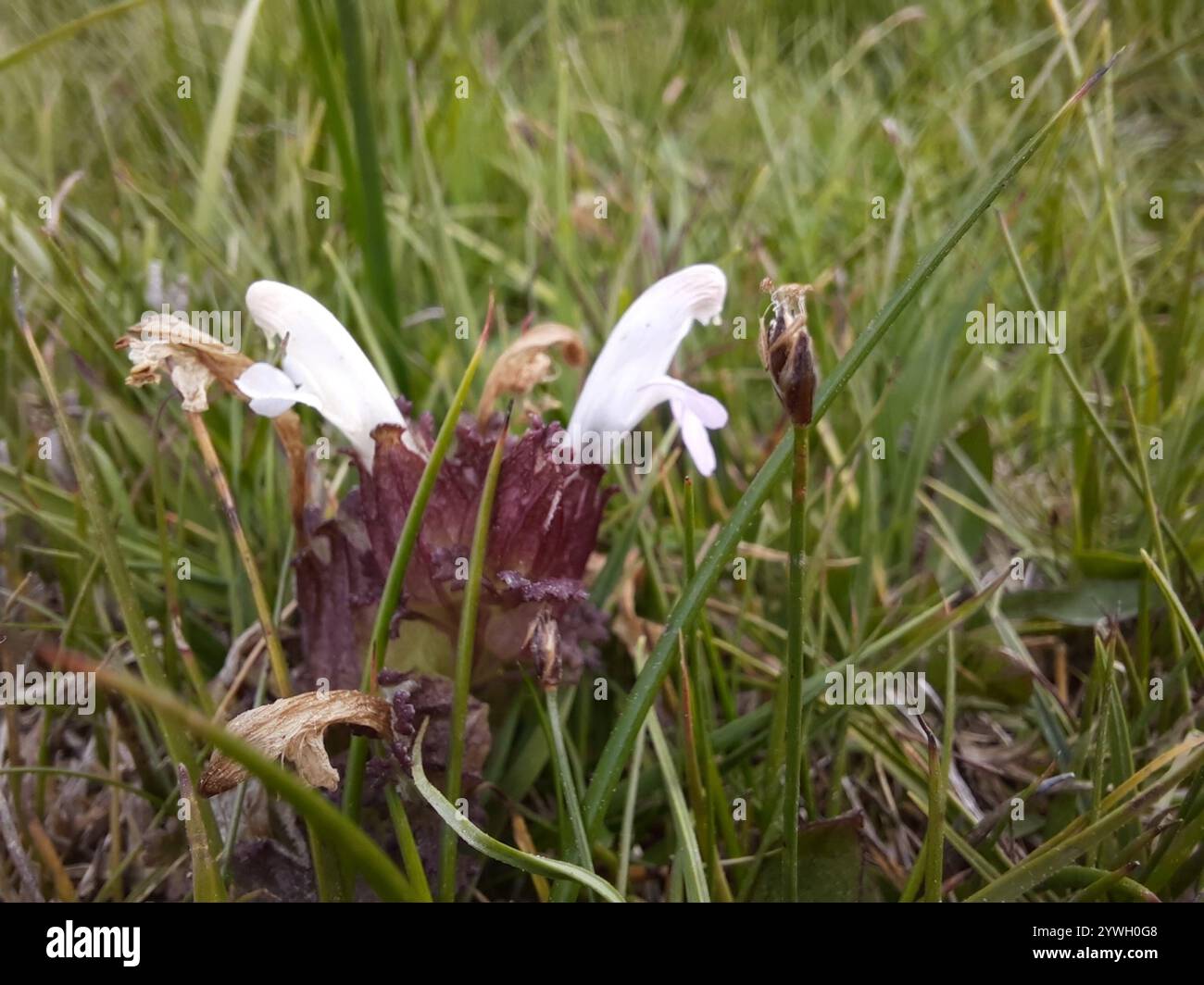 Common Lousewort (Pedicularis sylvatica Stock Photo - Alamy