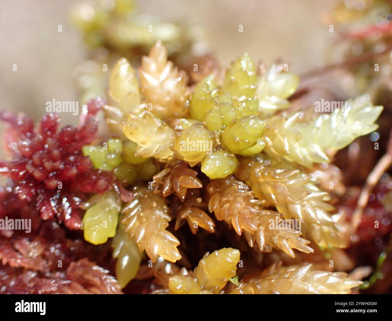 Papillose Peatmoss (Sphagnum papillosum Stock Photo - Alamy