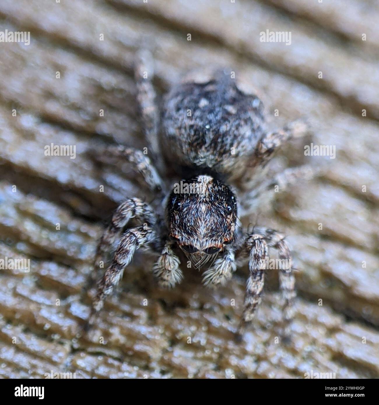 Attulus hi-res stock photography and images - Alamy
