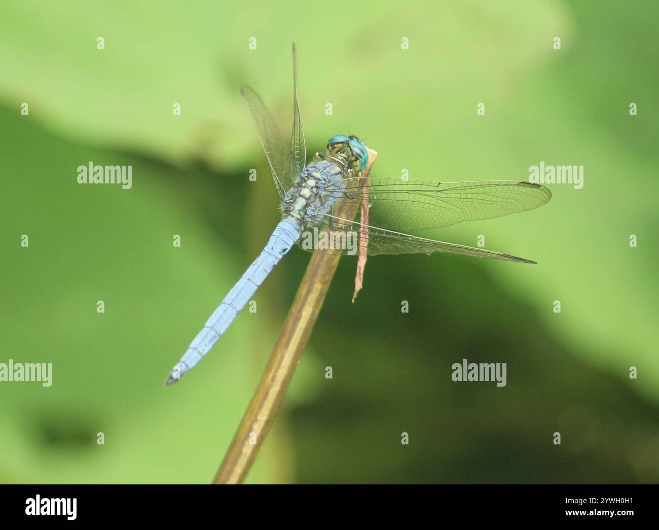 Slender Blue Skimmer (Orthetrum luzonicum Stock Photo - Alamy