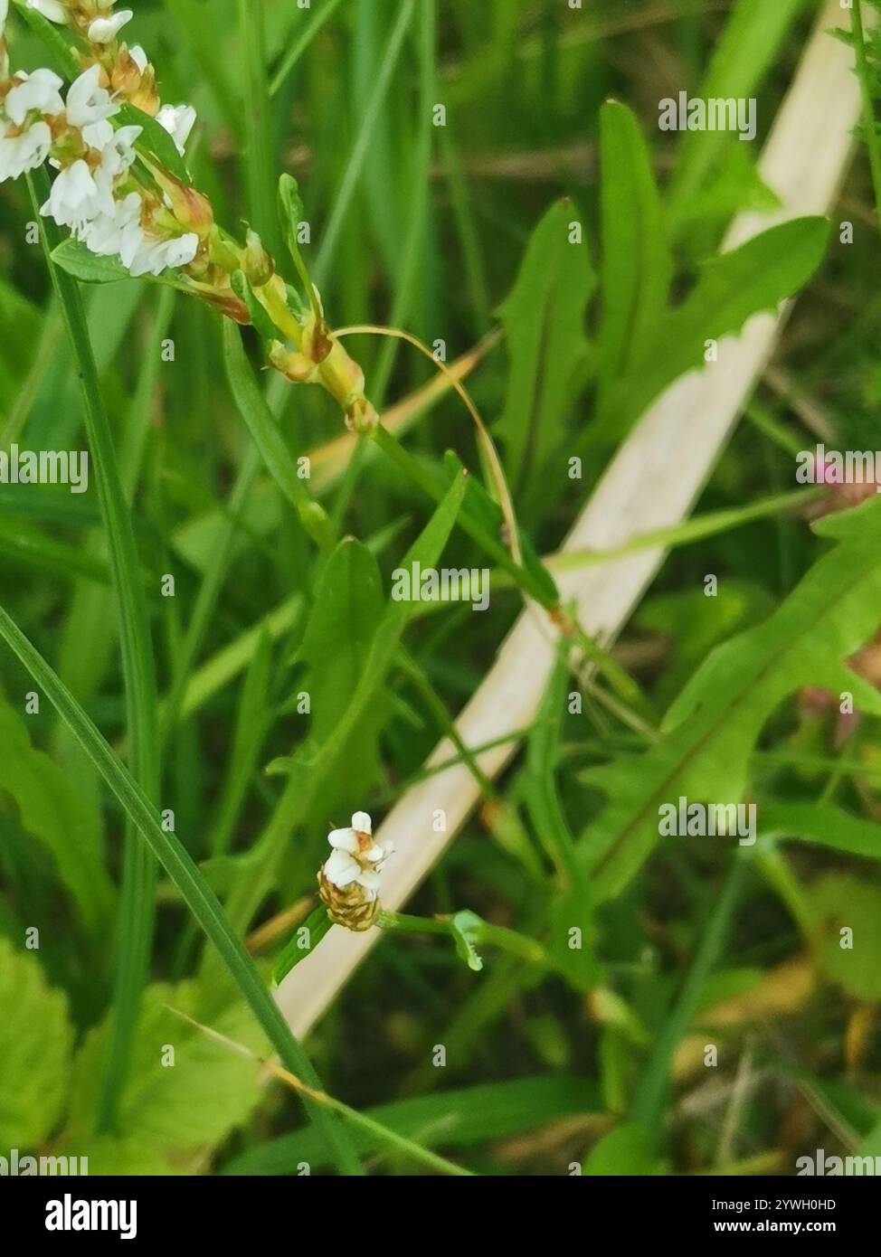 alpine bistort (Bistorta vivipara Stock Photo - Alamy