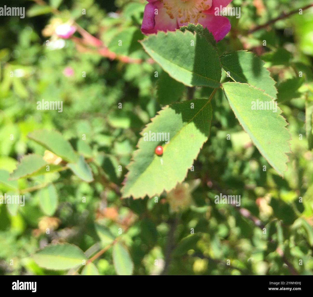 Diplolepis polita hi-res stock photography and images - Alamy
