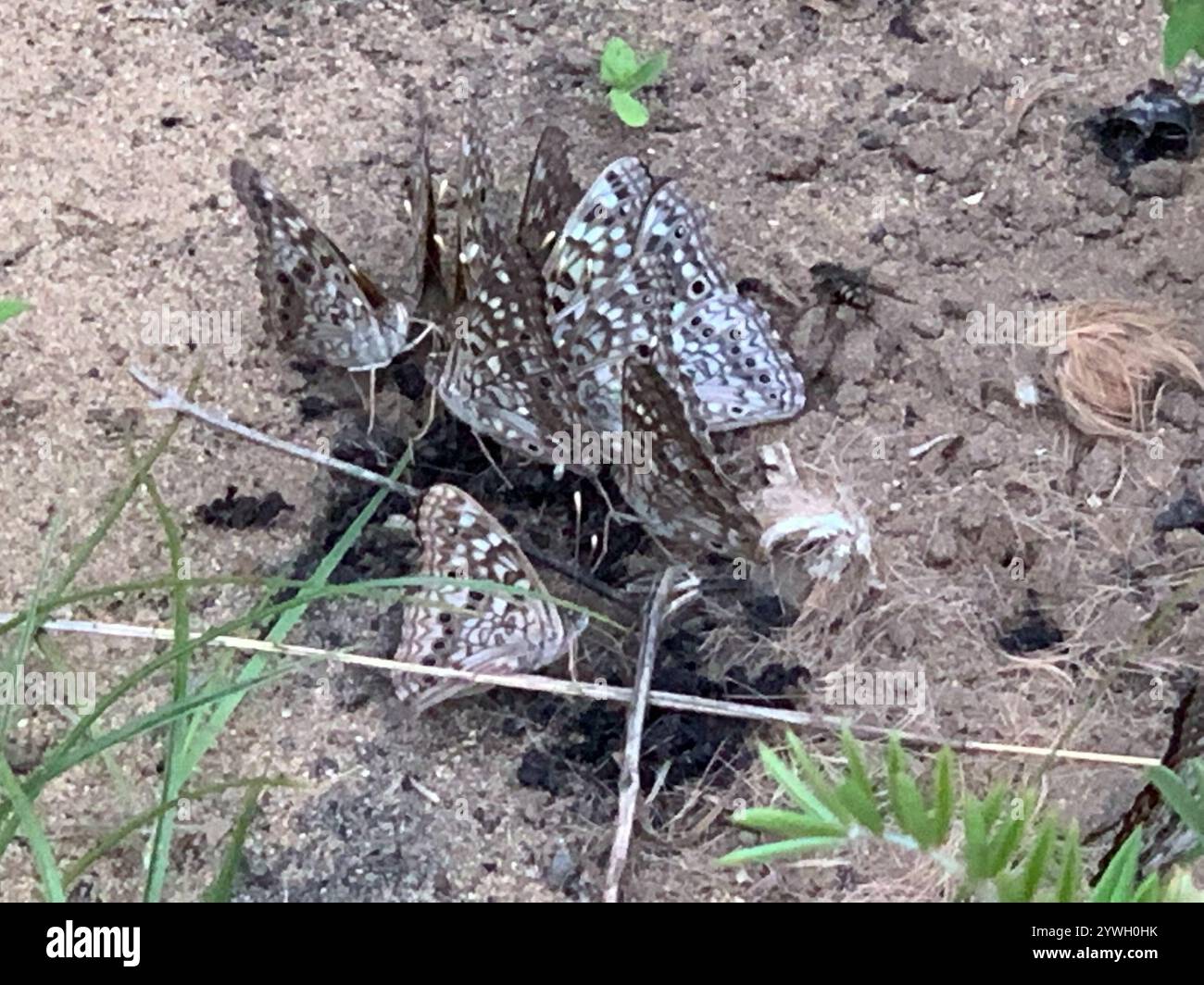 Hackberry Emperor (Asterocampa celtis Stock Photo - Alamy