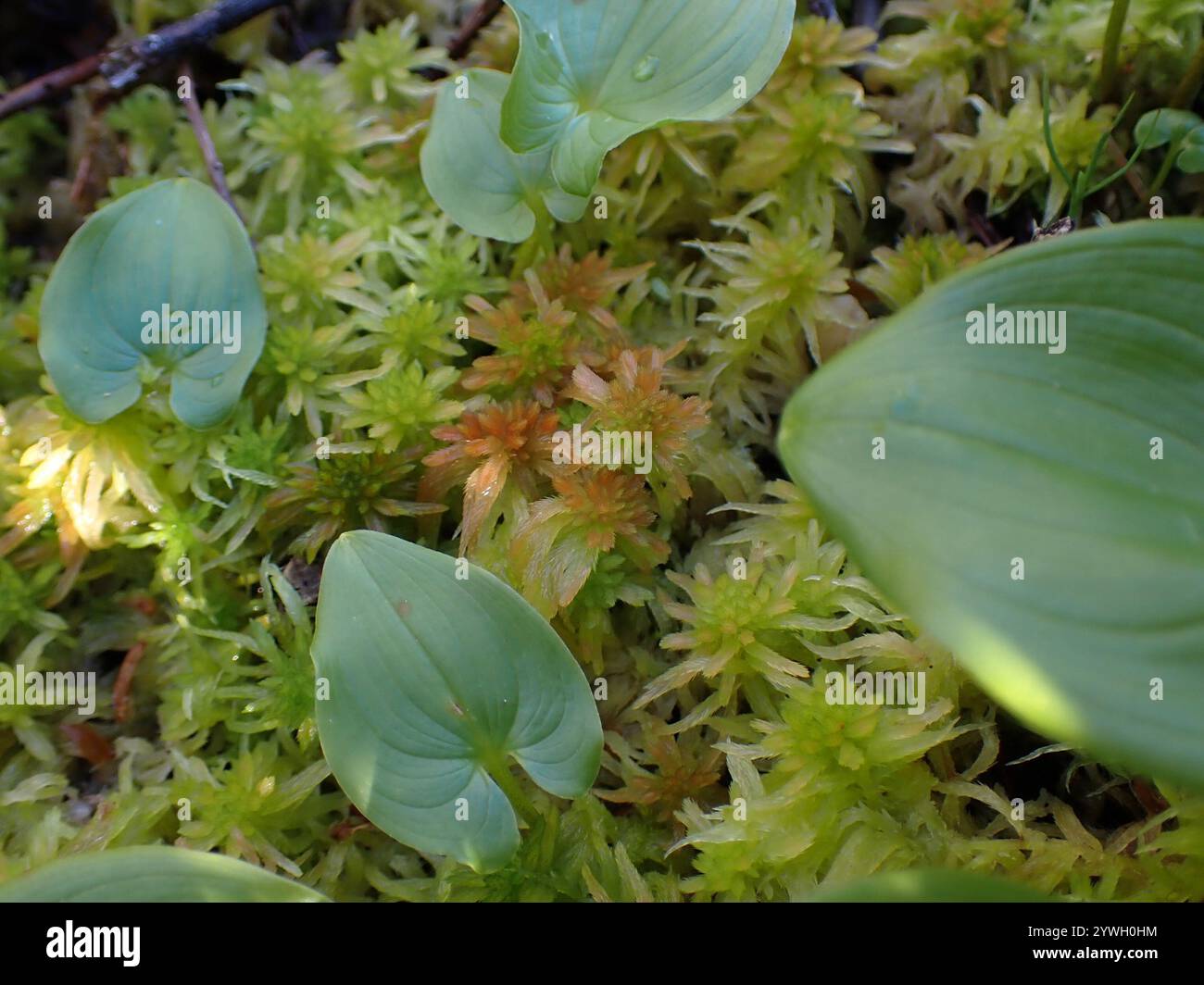 Pacific Peatmoss (Sphagnum pacificum Stock Photo - Alamy