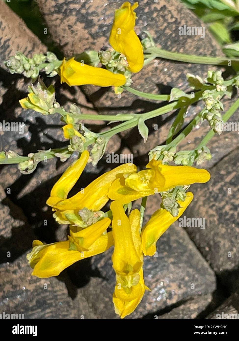 golden corydalis (Corydalis aurea Stock Photo - Alamy