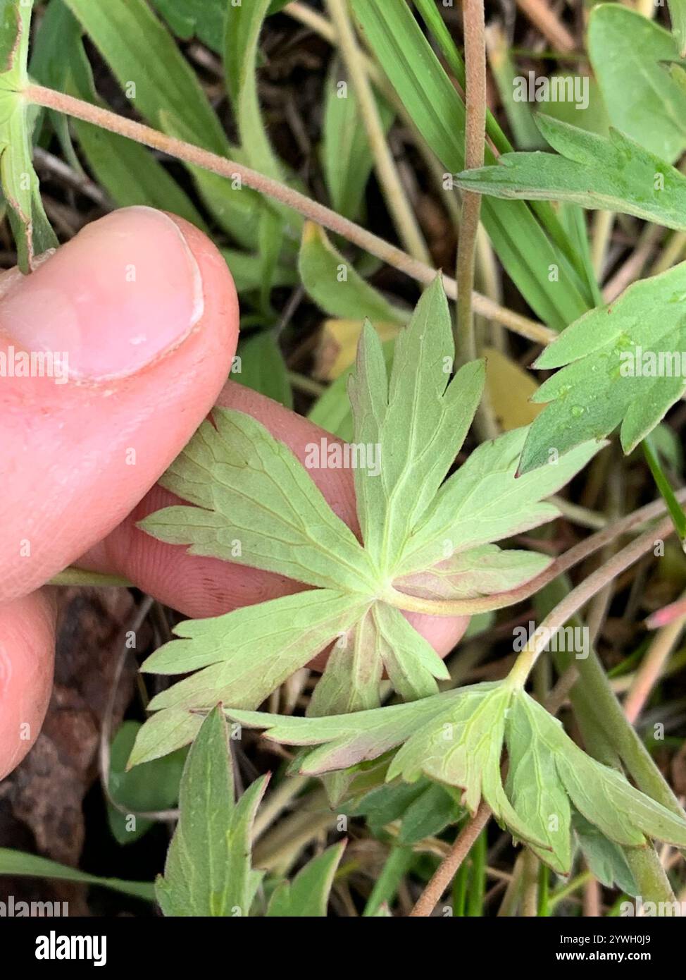 sticky geranium (Geranium viscosissimum Stock Photo - Alamy