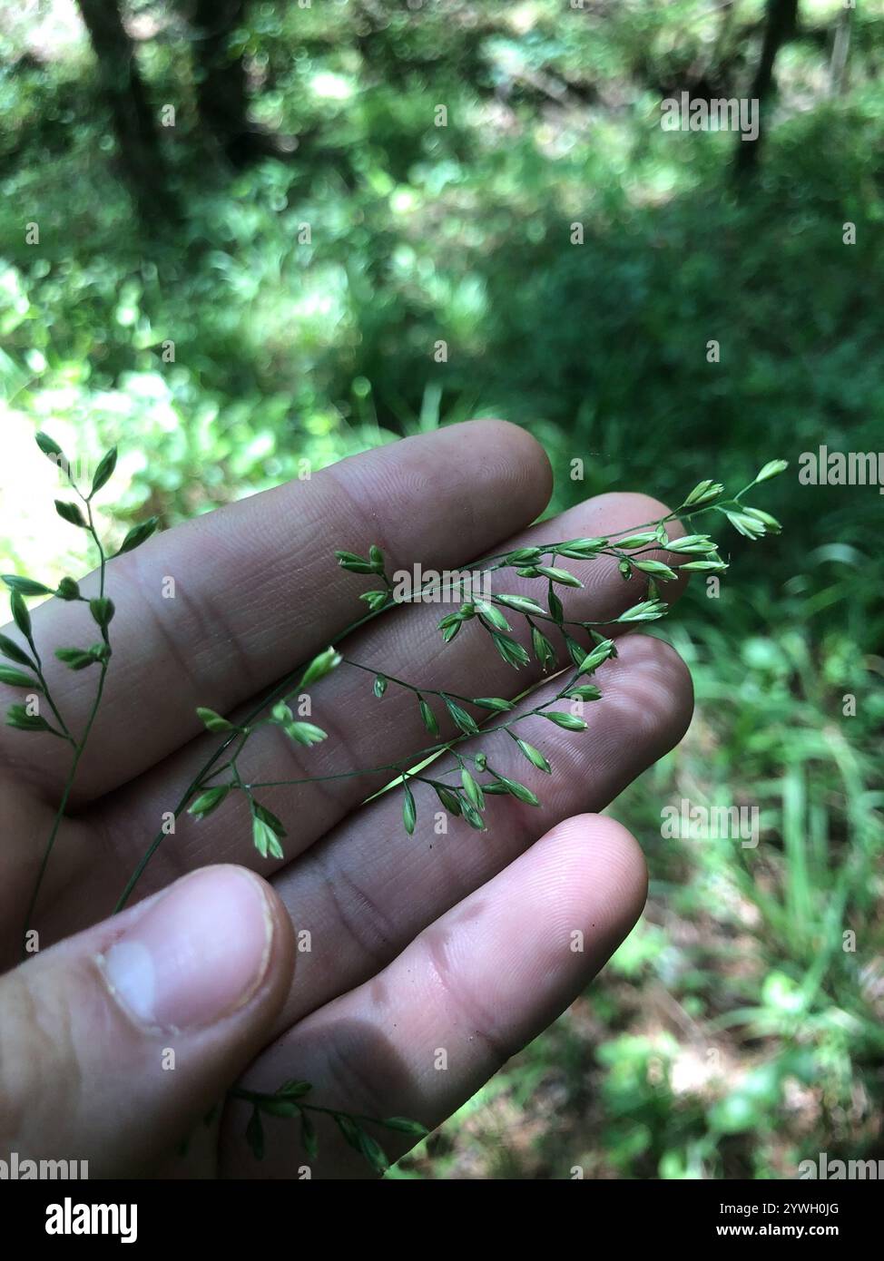 Clustered Fescue (Festuca paradoxa Stock Photo - Alamy