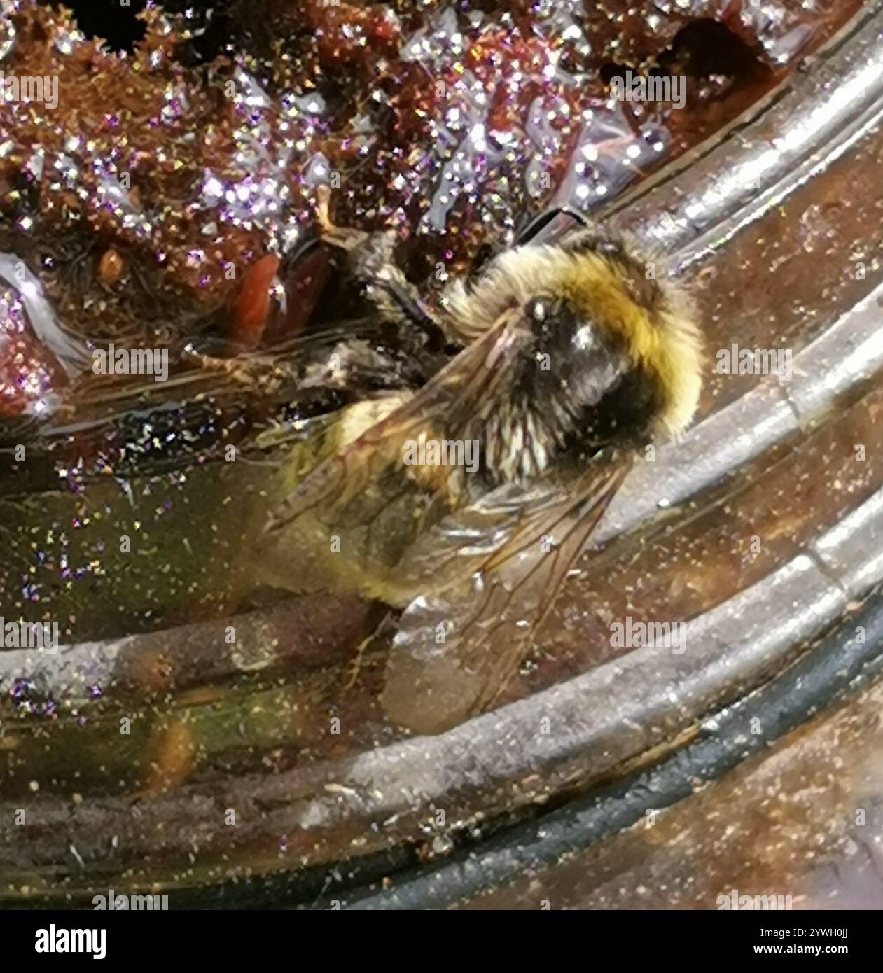 White-tailed Bumble Bee (Bombus lucorum Stock Photo - Alamy