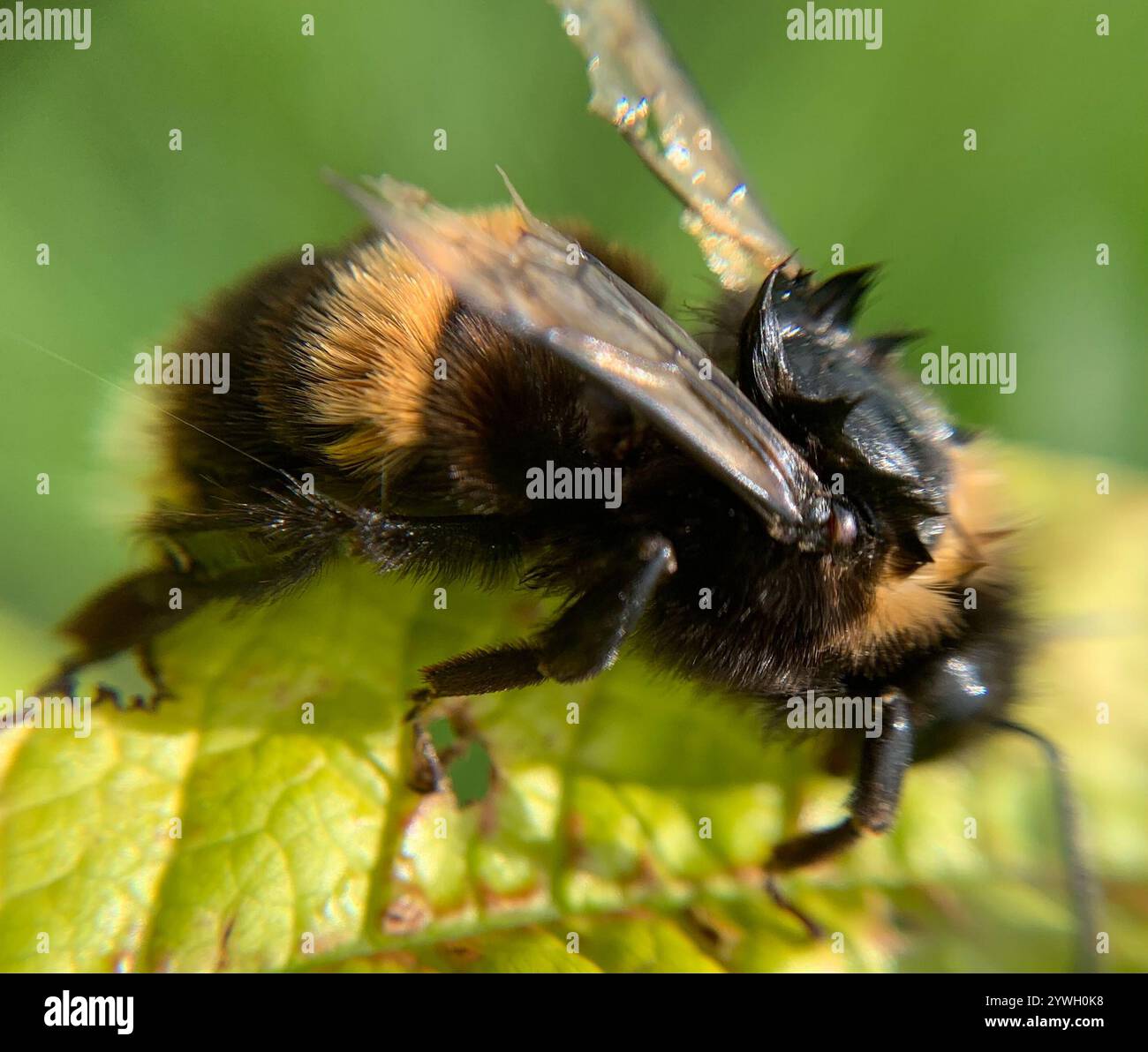 Buff-tailed Bumble Bee (Bombus terrestris Stock Photo - Alamy