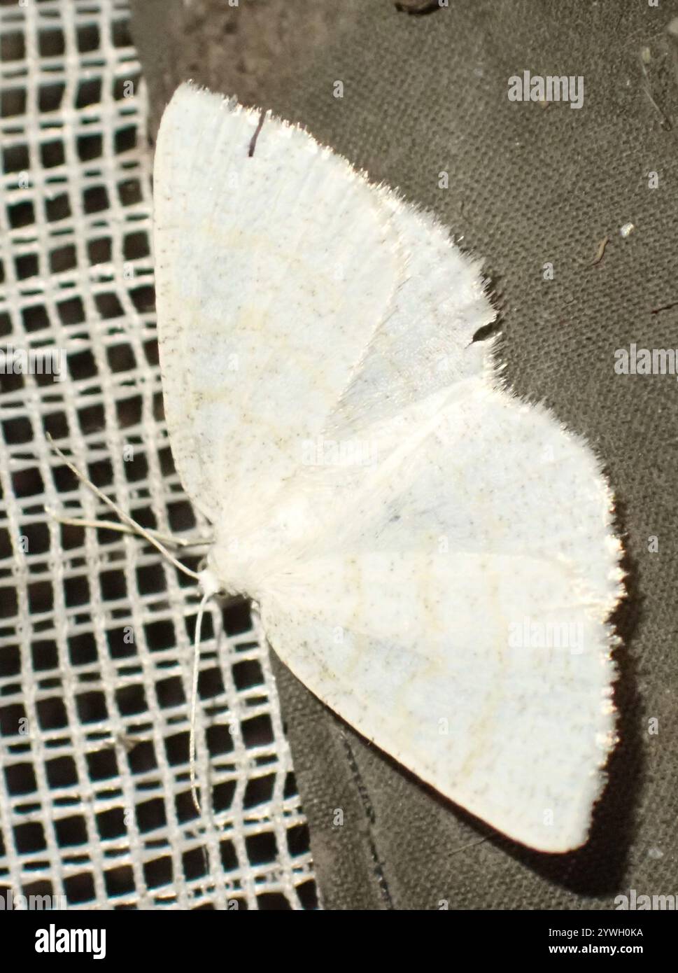 Northern Wave Moth (Cabera exanthemata Stock Photo - Alamy