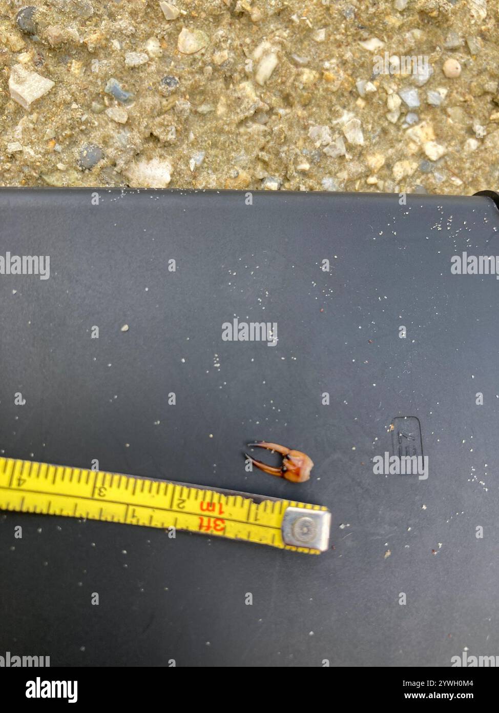 Shore Earwig (Labidura riparia Stock Photo - Alamy