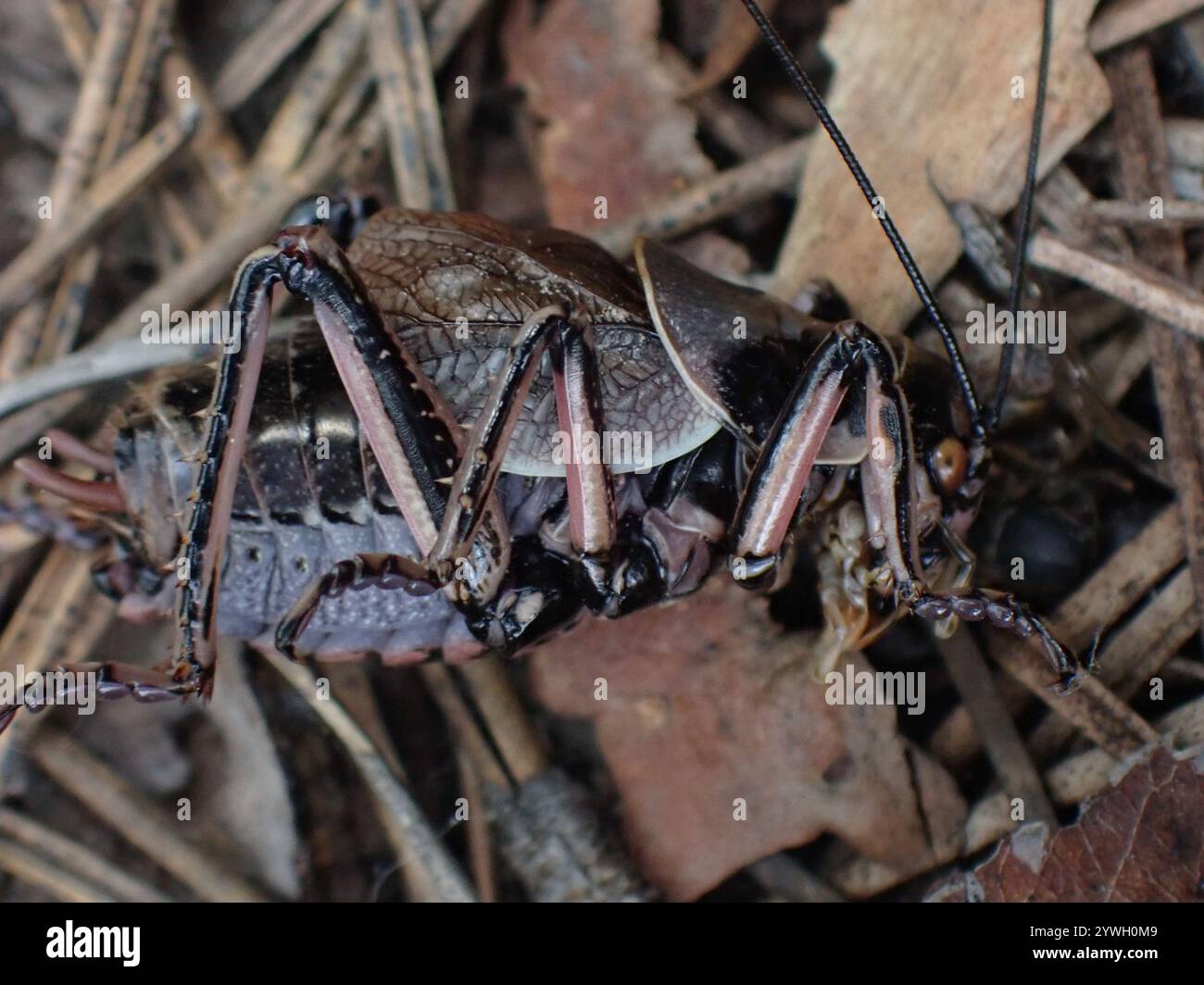 Great Grig (Cyphoderris monstrosa Stock Photo - Alamy