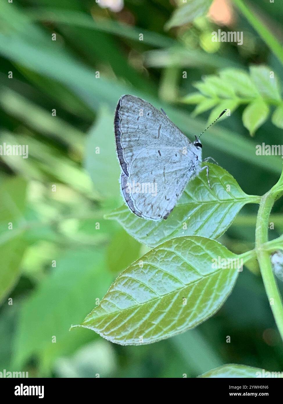 Summer Azure (Celastrina neglecta Stock Photo - Alamy