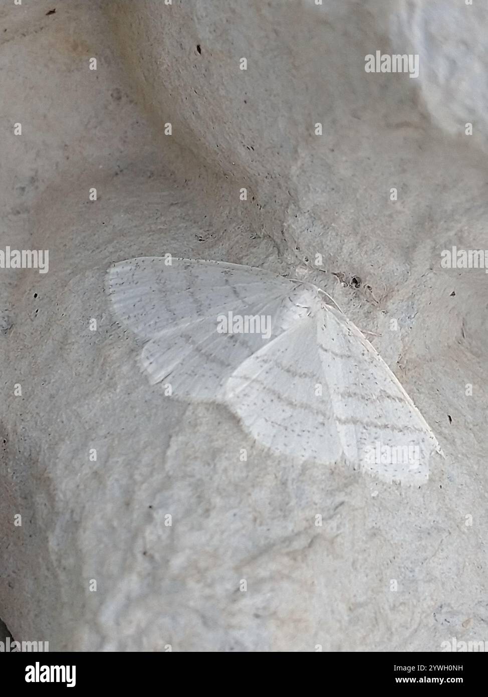 Common White Wave (Cabera pusaria Stock Photo - Alamy