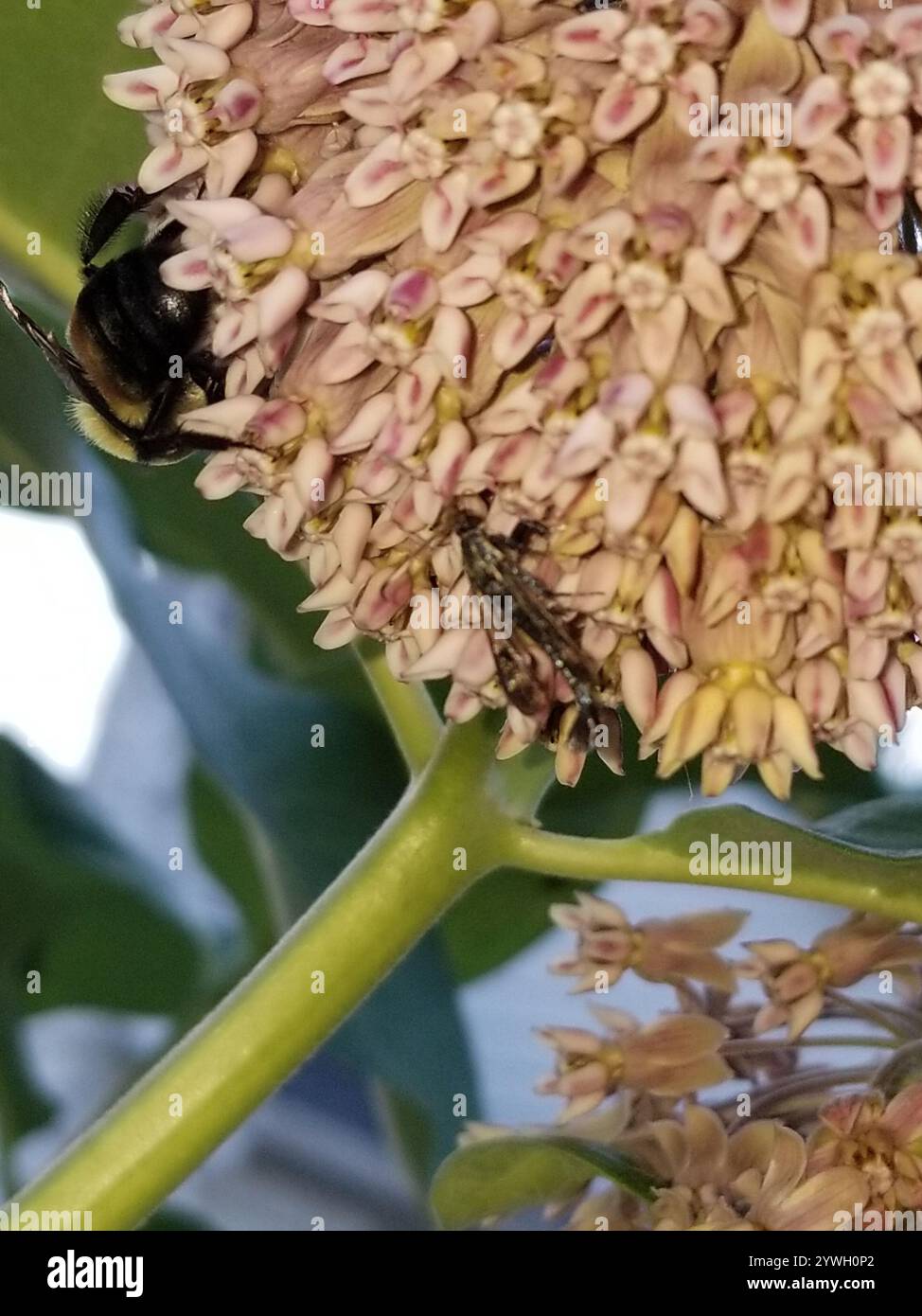 Albuna fraxini hi-res stock photography and images - Alamy