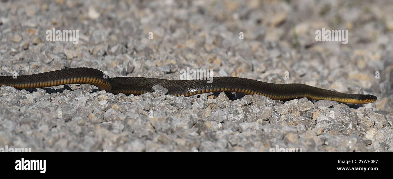 Plain-bellied Watersnake (Nerodia erythrogaster Stock Photo - Alamy