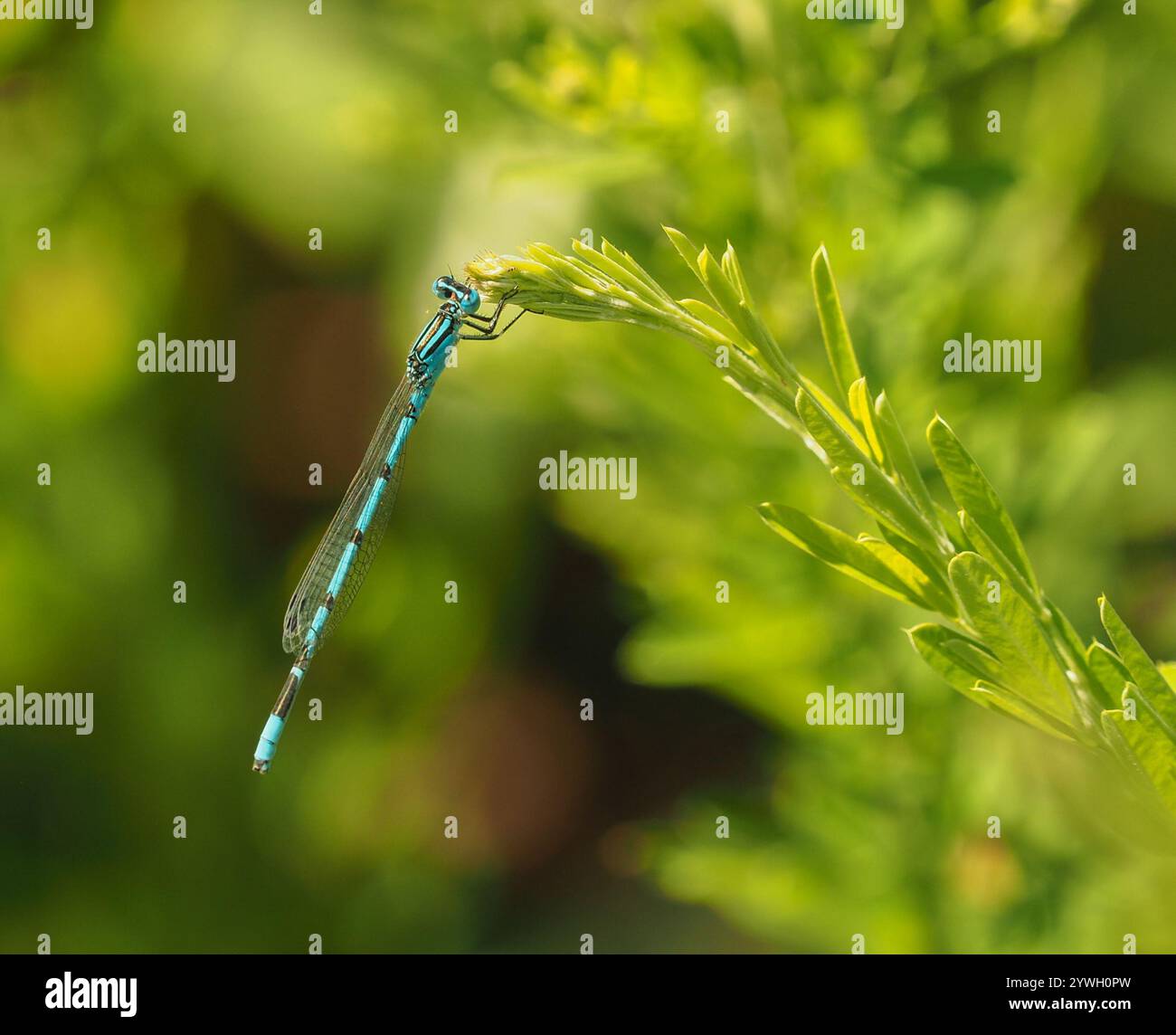 Big Bluet (Enallagma durum Stock Photo - Alamy