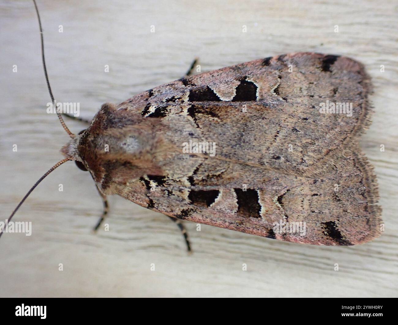 Double Square-spot (Xestia triangulum Stock Photo - Alamy