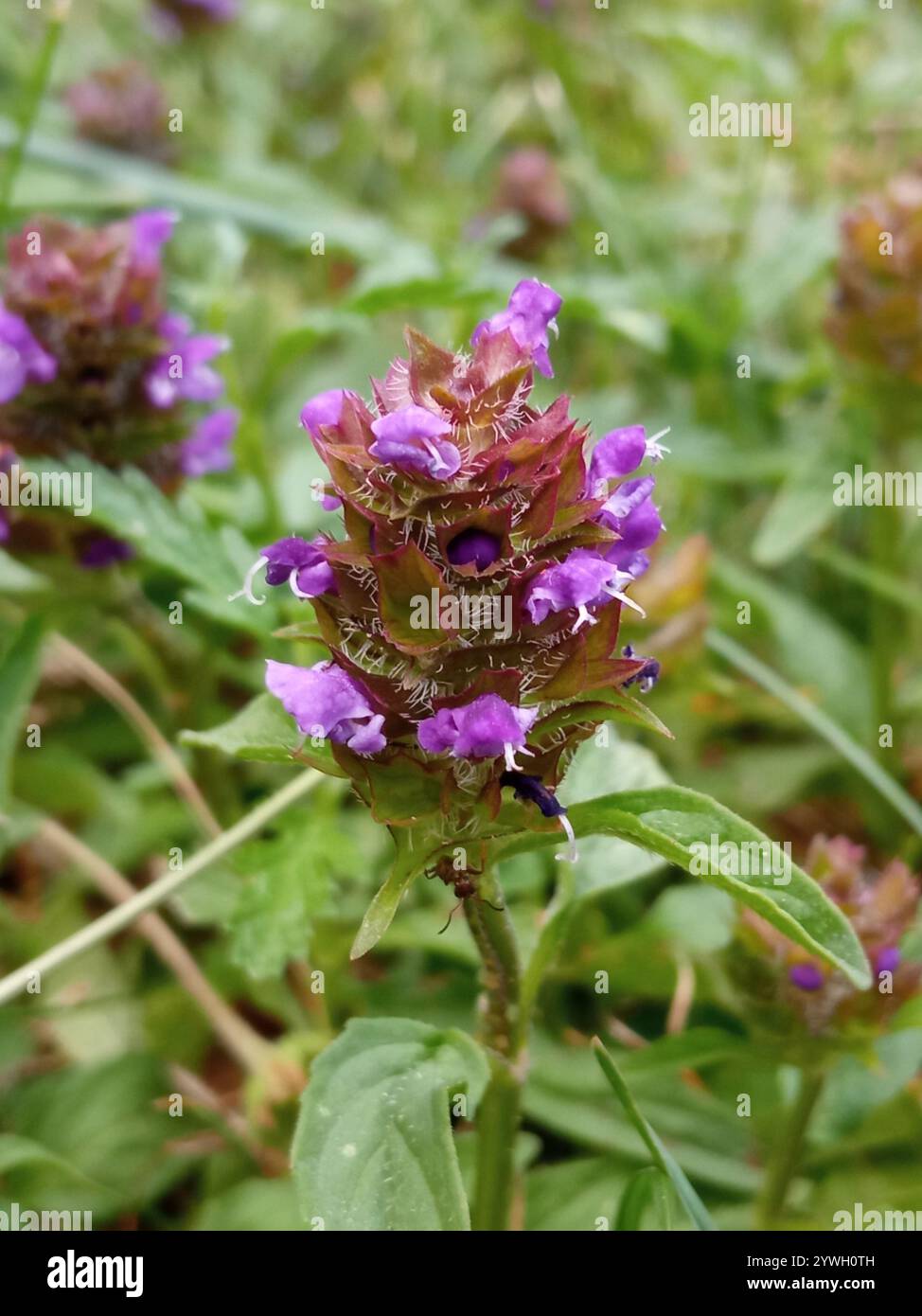 common selfheal (Prunella vulgaris Stock Photo - Alamy