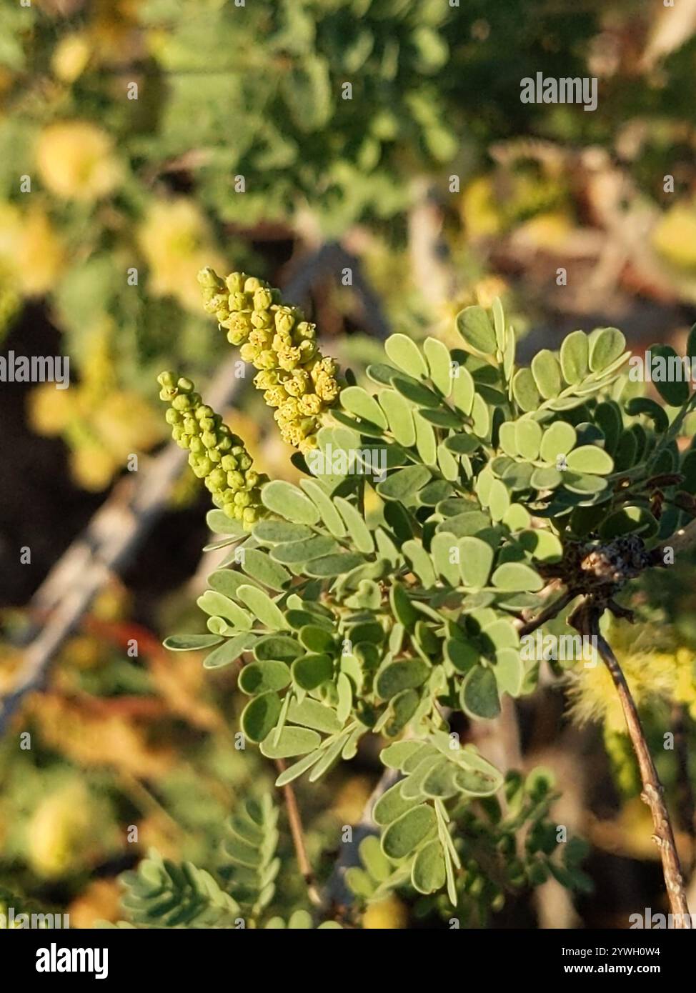 Catclaw Acacia (Senegalia greggii Stock Photo - Alamy