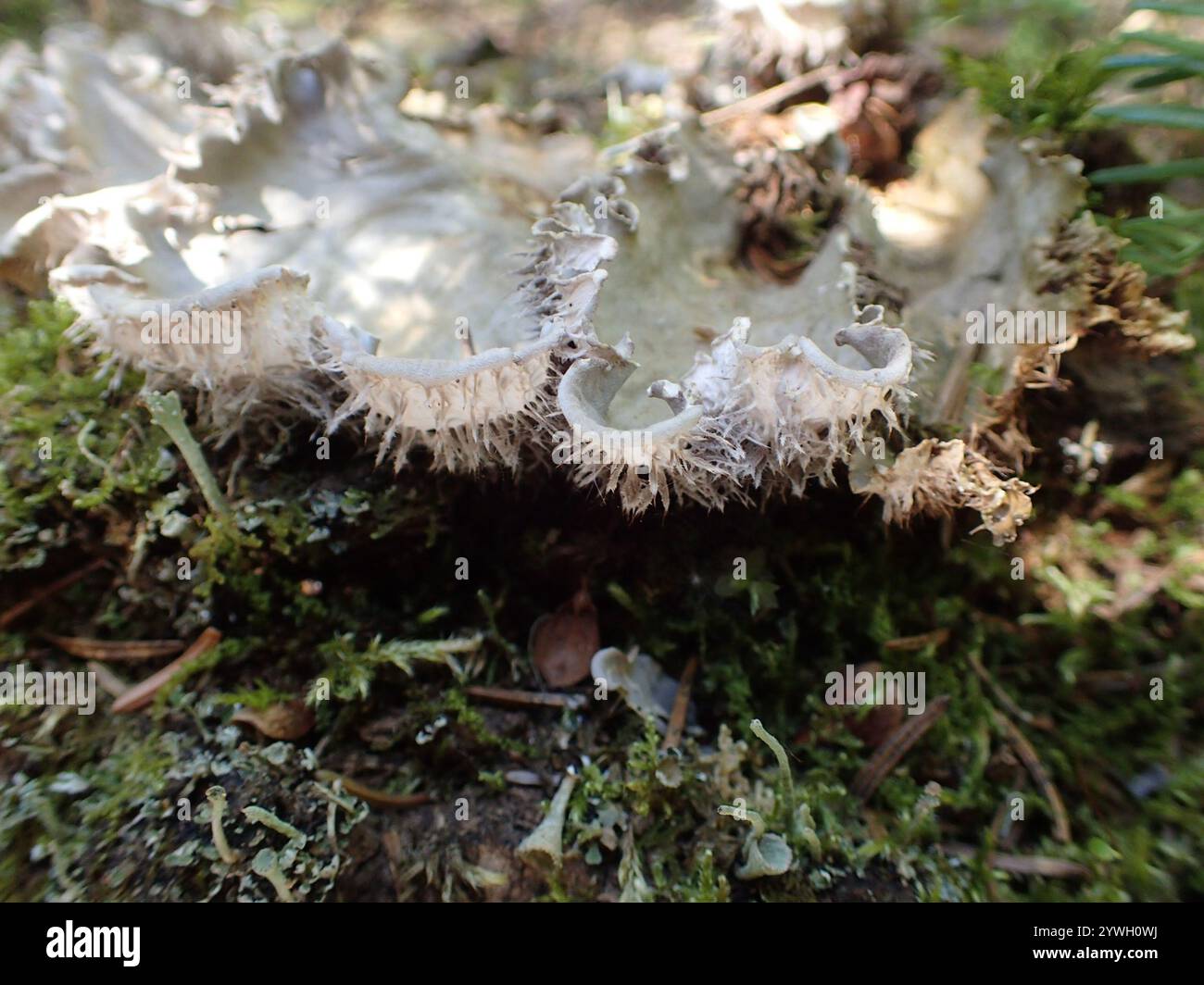 dog pelt lichen (Peltigera canina Stock Photo - Alamy