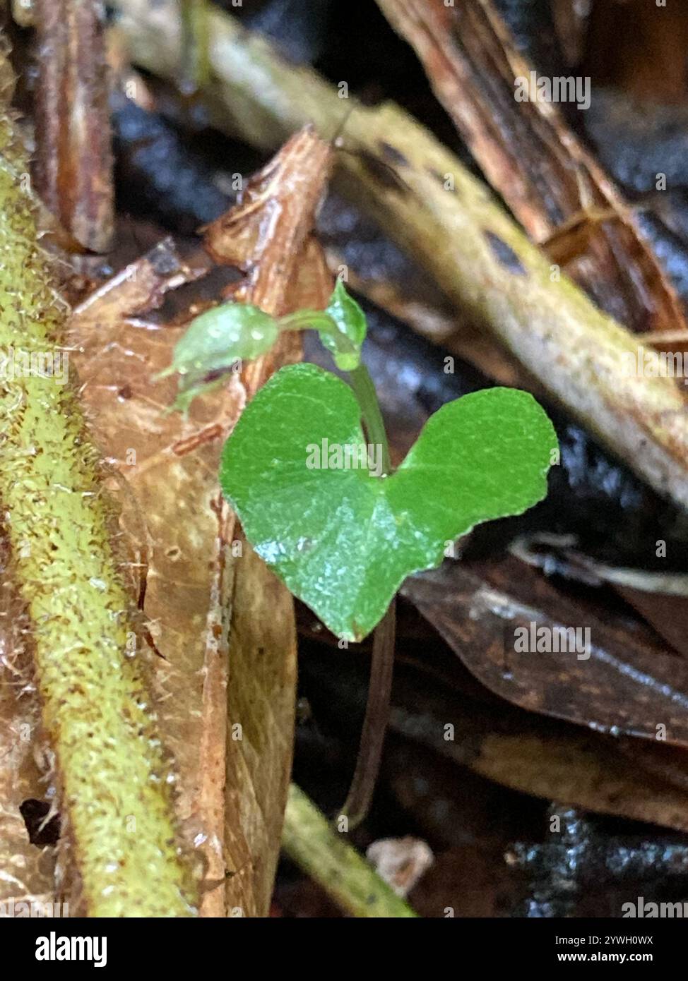 Pixie cap (Acianthus sinclairii Stock Photo - Alamy