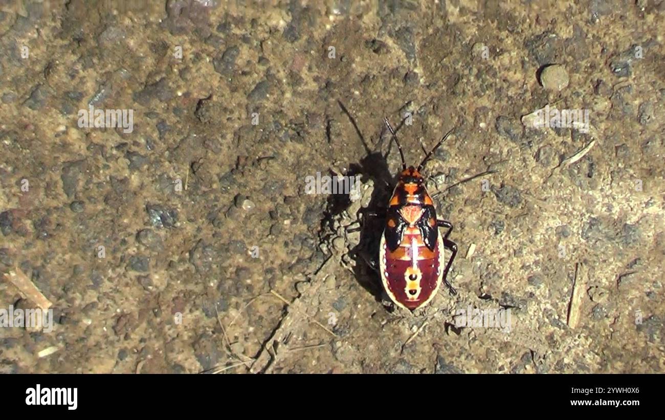 Indian Milkweed Bug (Spilostethus pandurus Stock Photo - Alamy