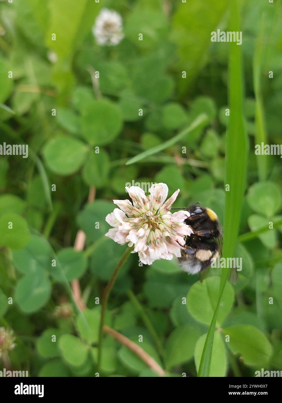 White-tailed Bumble Bee (Bombus lucorum Stock Photo - Alamy
