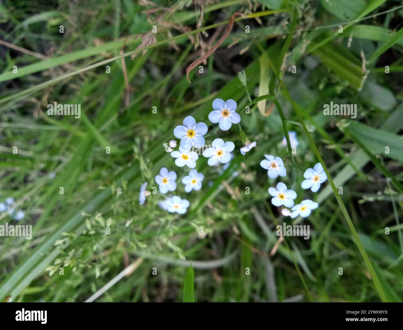 water forget-me-not (Myosotis scorpioides Stock Photo - Alamy