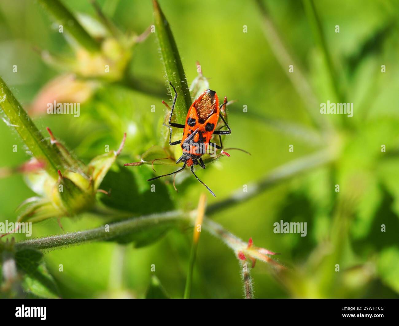 Spotted Firebug (Corizus hyoscyami Stock Photo - Alamy