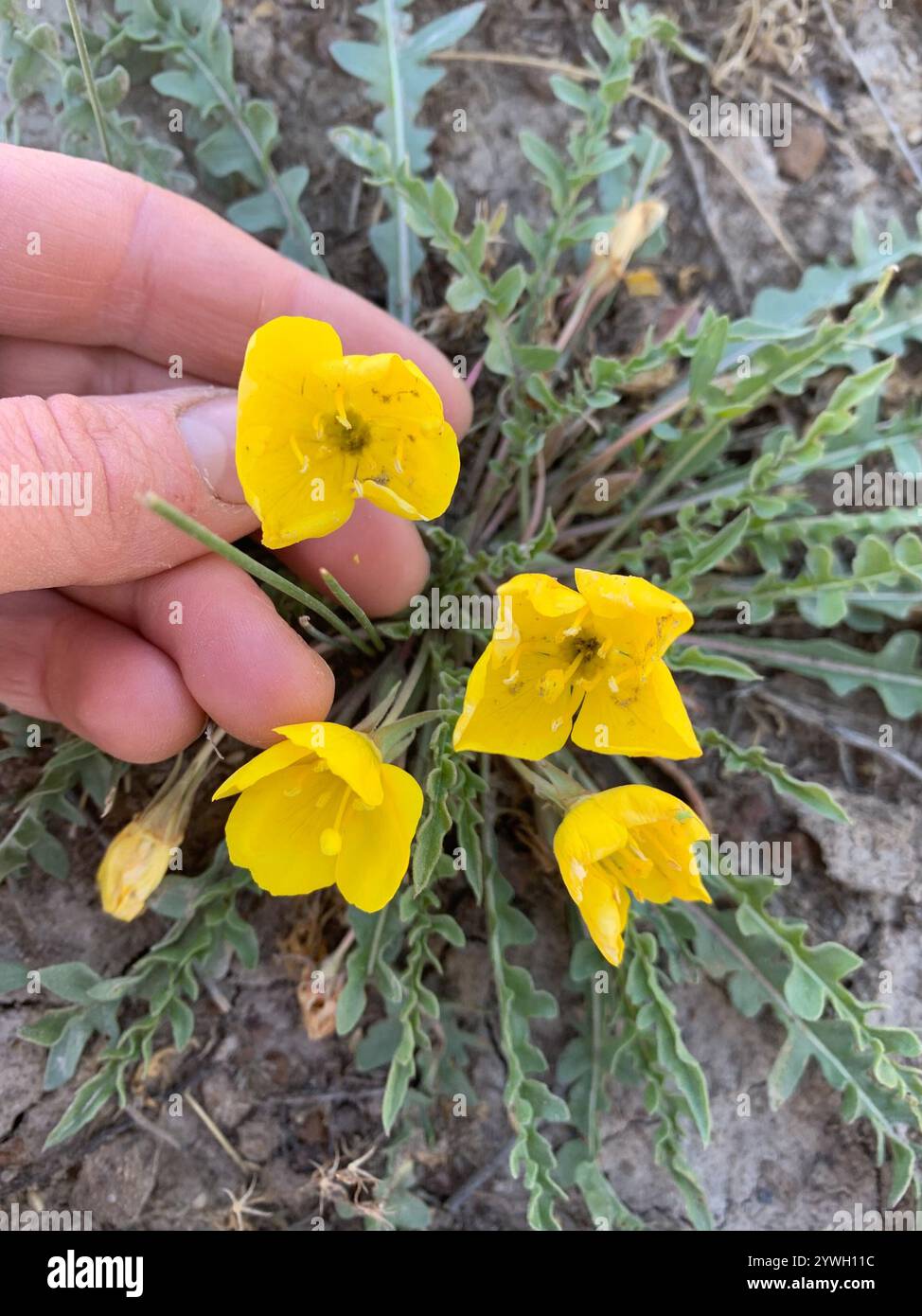 tansyleaf evening primrose (Taraxia tanacetifolia Stock Photo - Alamy