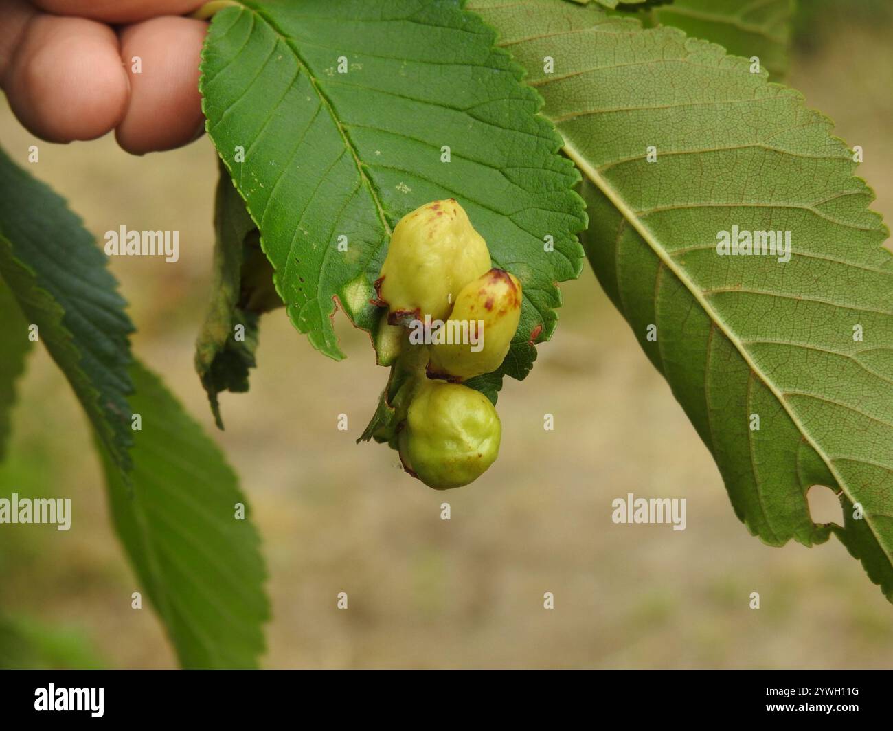 Elm Sack Gall Aphid (Tetraneura ulmi Stock Photo - Alamy