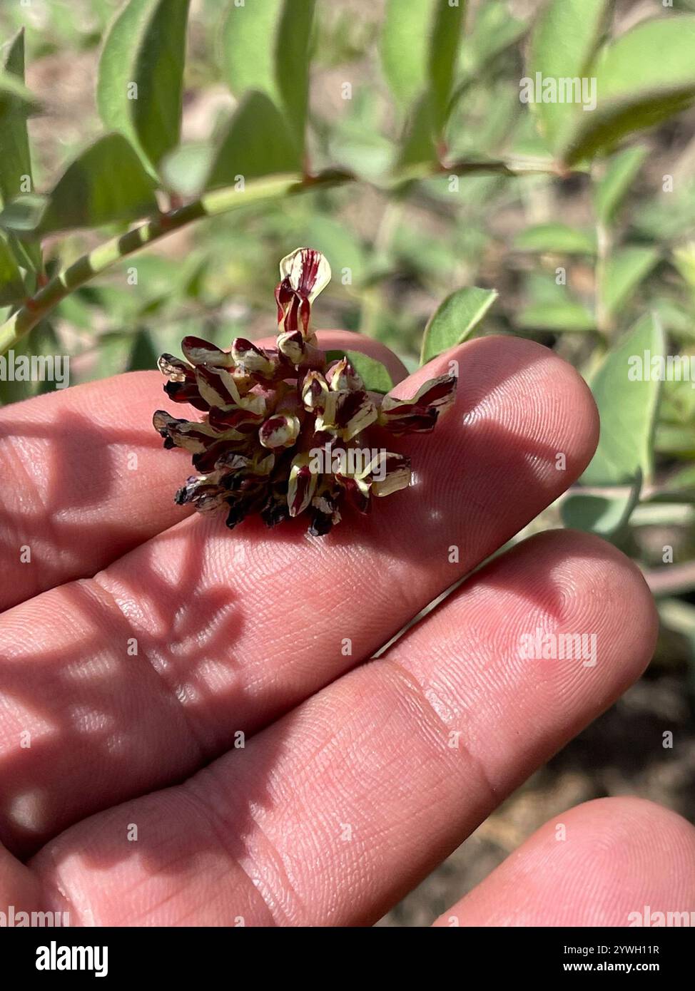 Big deervetch (Hosackia crassifolia Stock Photo - Alamy