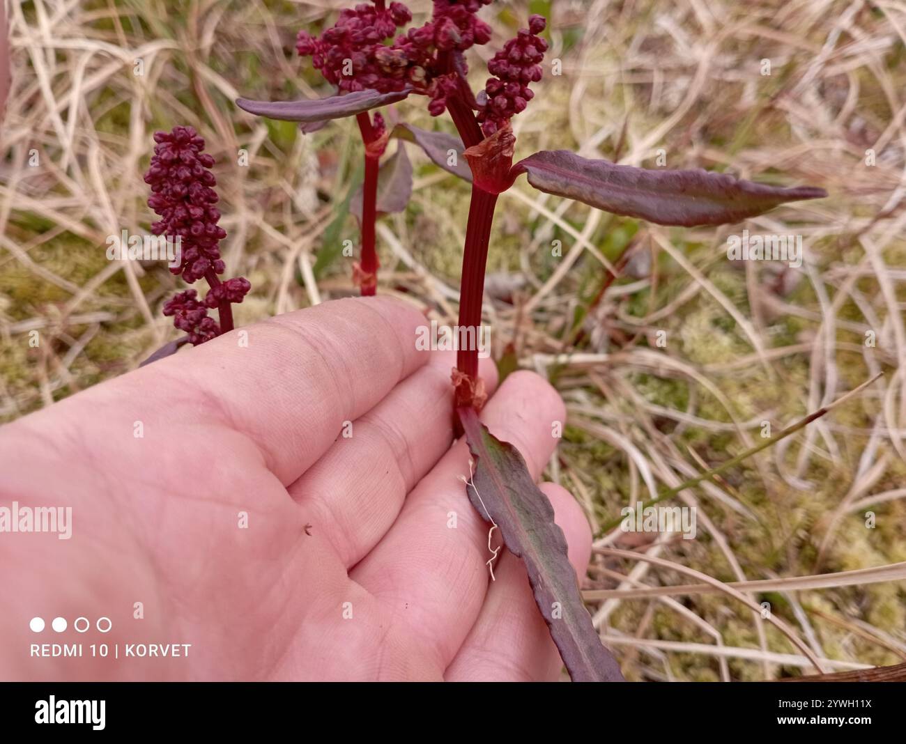 Arctic Dock (Rumex arcticus Stock Photo - Alamy