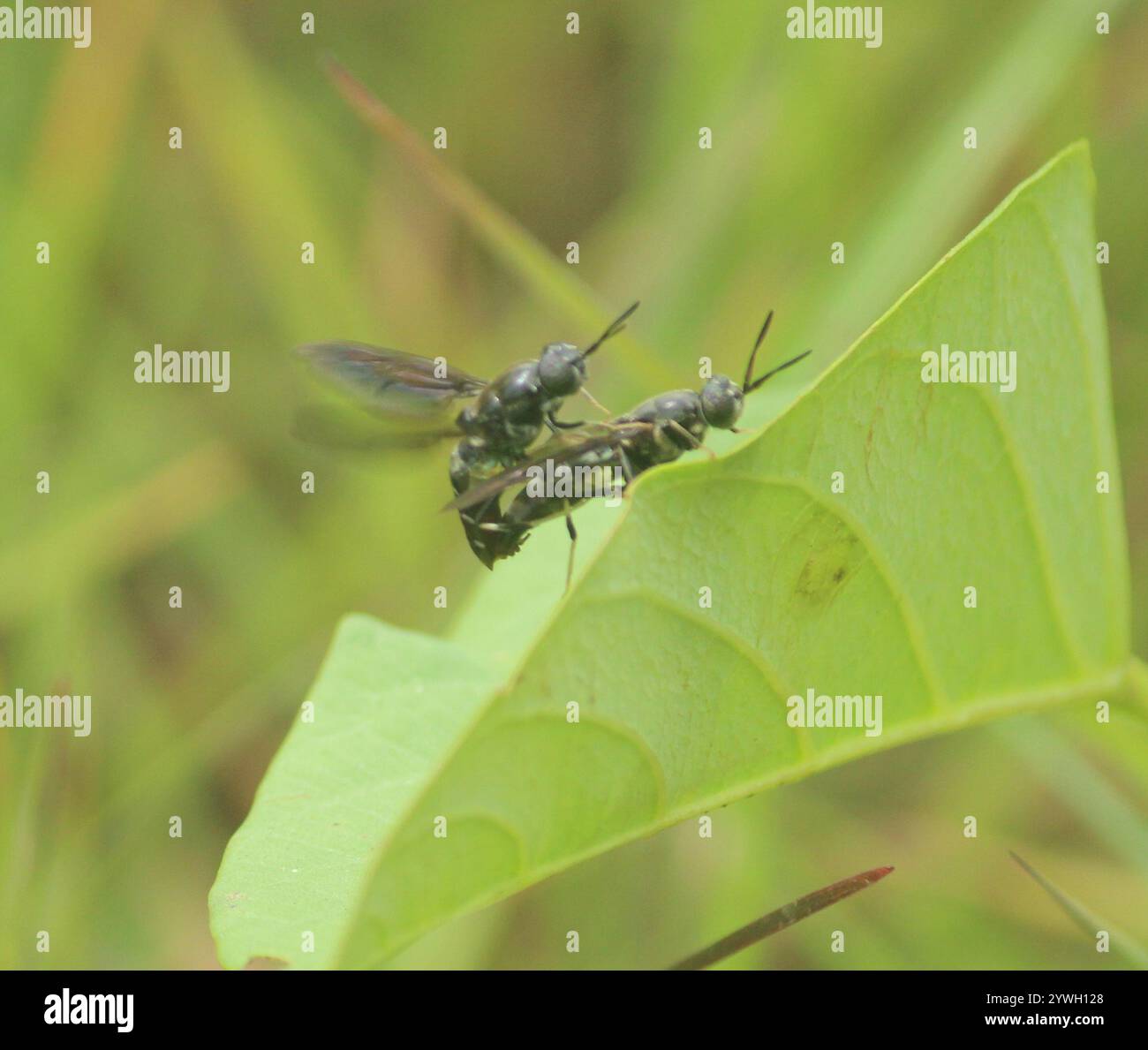 Black Soldier Fly (Hermetia illucens Stock Photo - Alamy