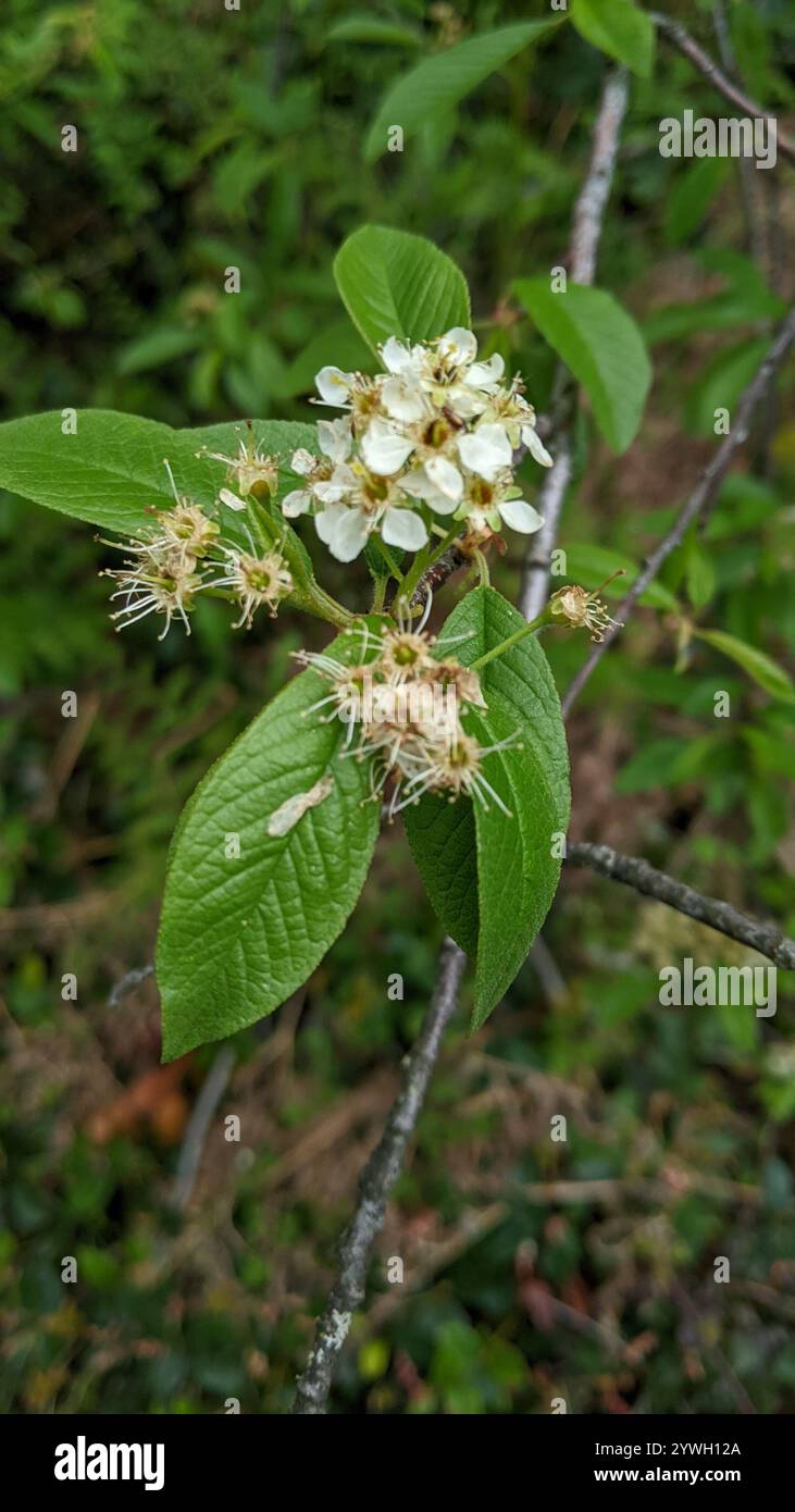Prunus emarginata hi-res stock photography and images - Alamy