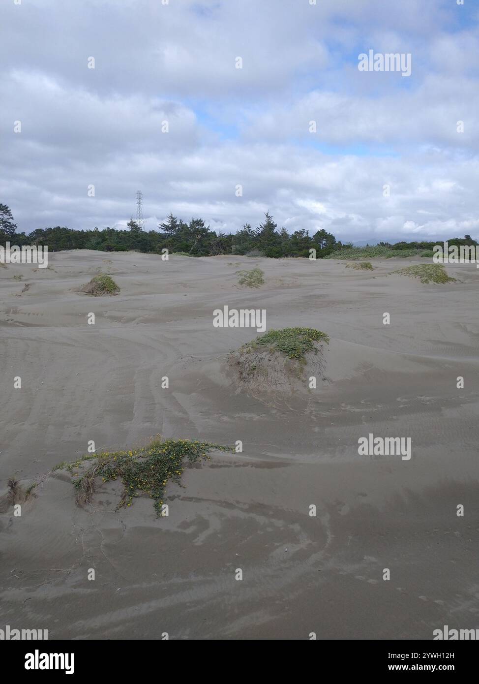 Yellow Sand Verbena (Abronia latifolia Stock Photo - Alamy