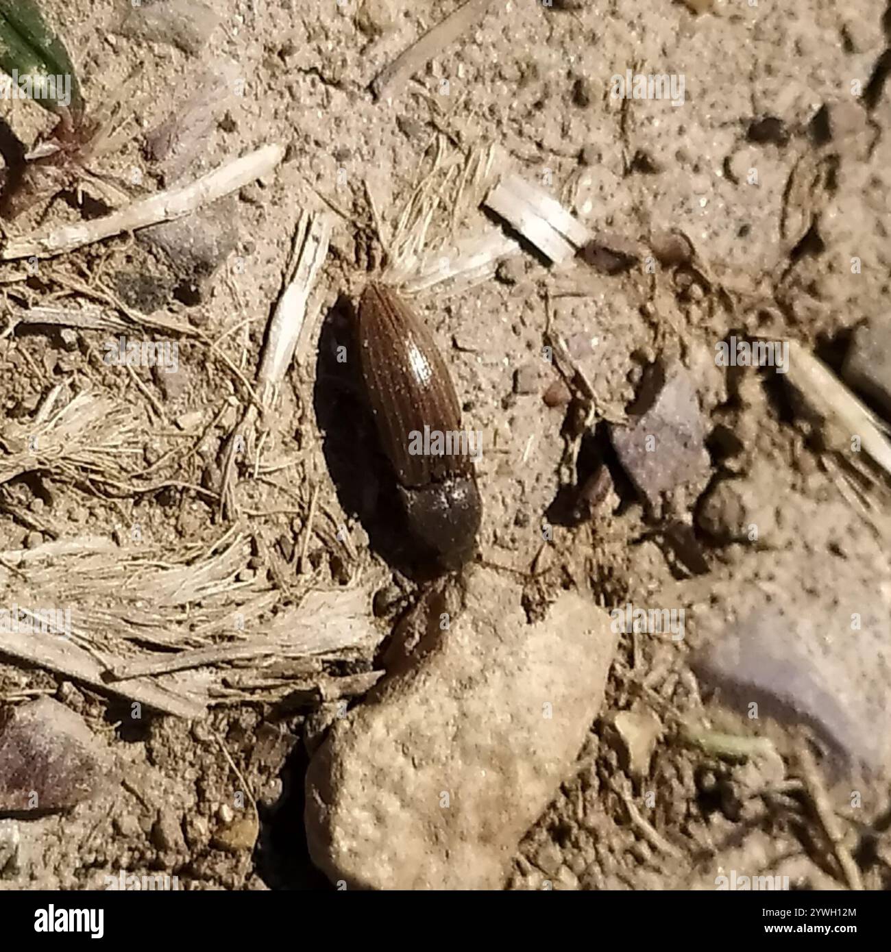 Lined Click Beetle (Agriotes lineatus Stock Photo - Alamy